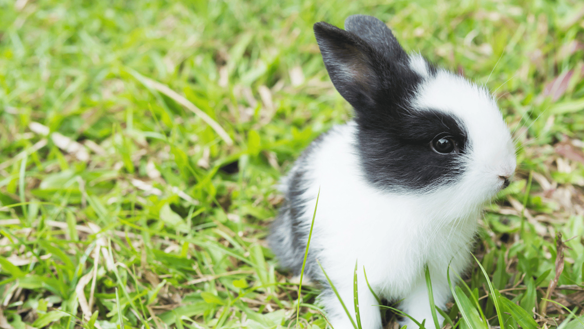 Avian And Exotic Care In Redlands CA | Animal Medical Center