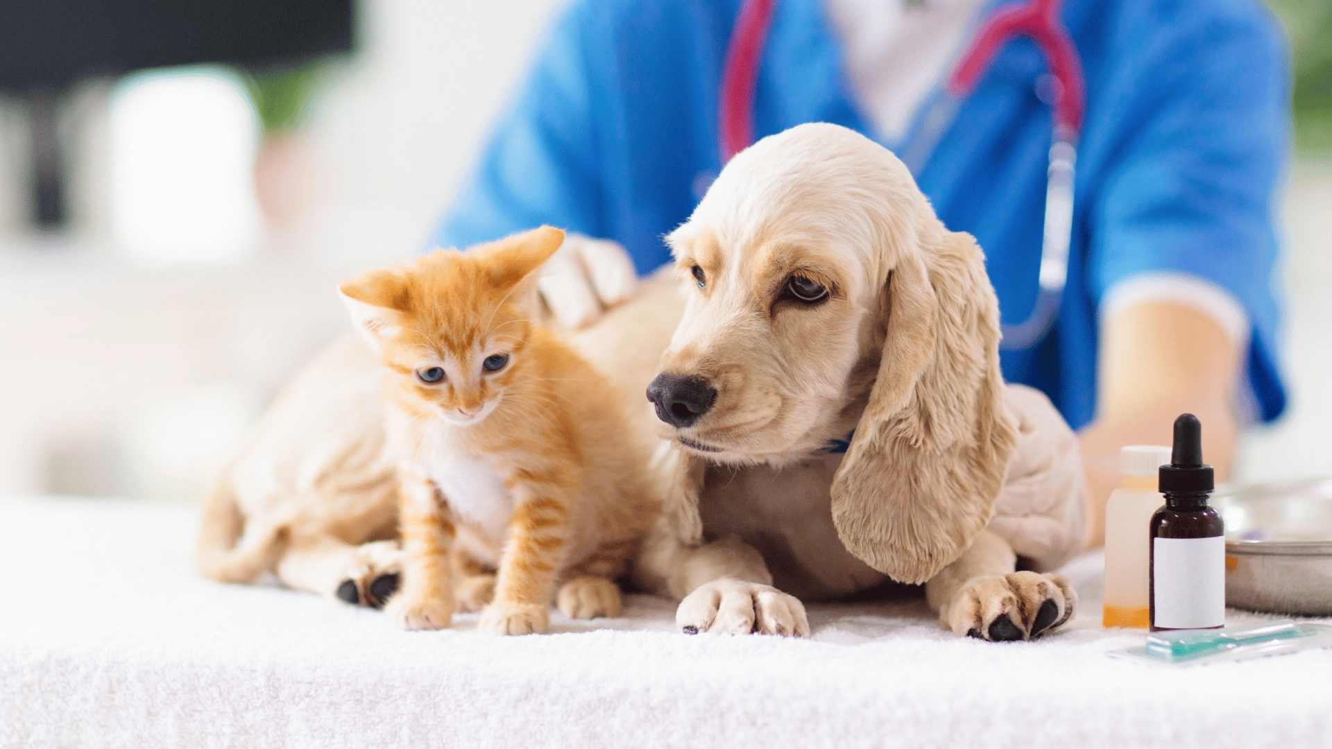 Pet Parasite Prevention In Redlands, CA | AMC Of Redlands